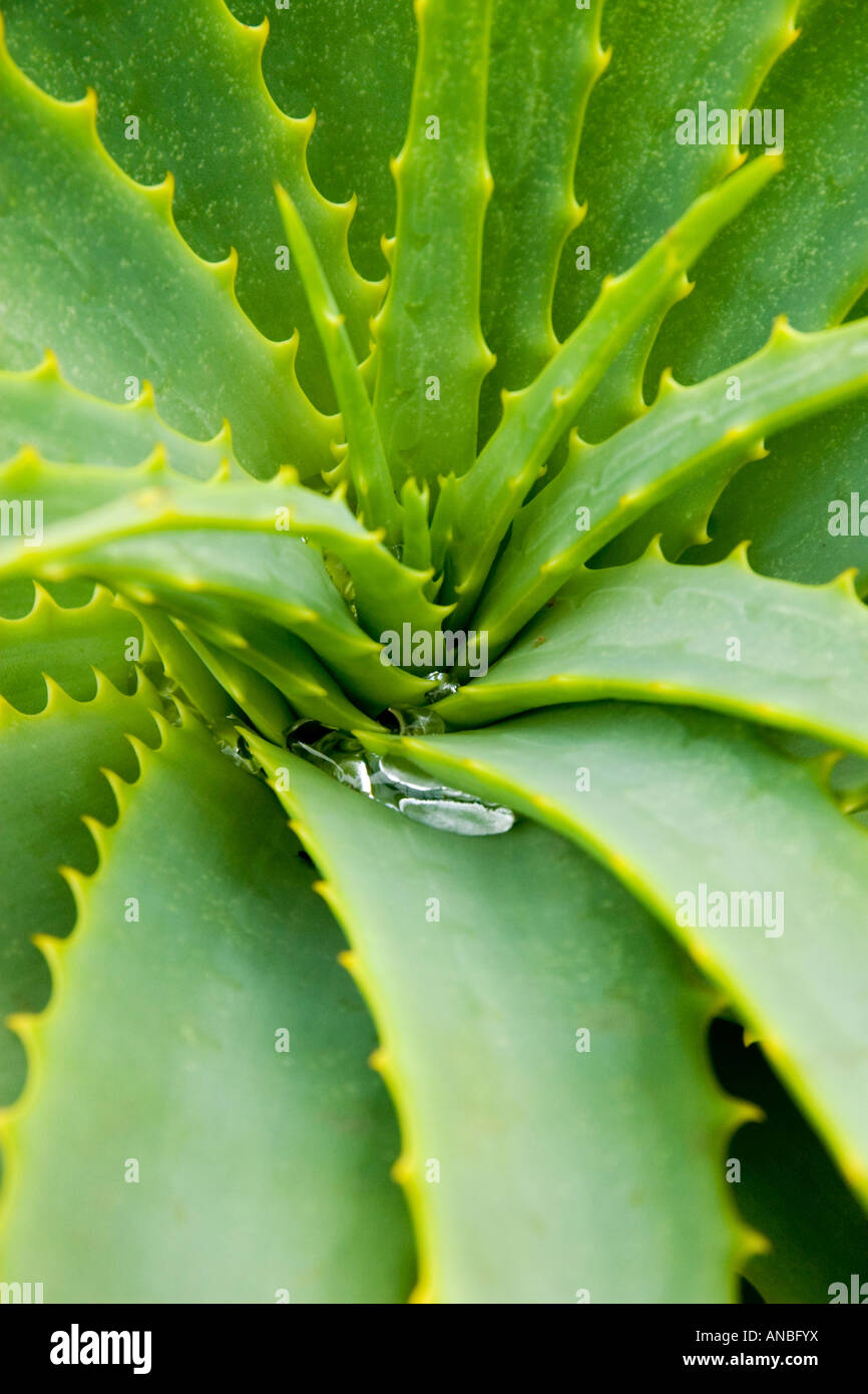 Close up of an Aloe plant at God's Window Stock Photo - Alamy