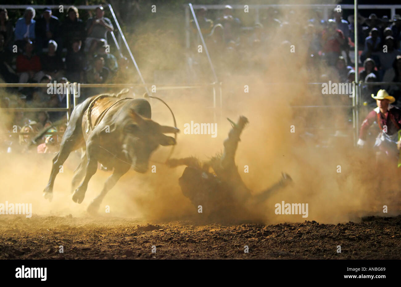 Bull riding dangerous gore hi-res stock photography and images - Alamy