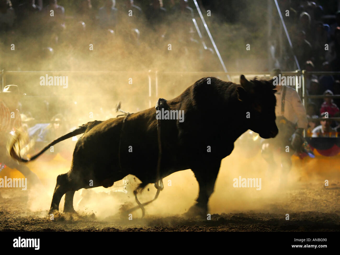 Bucking bull head hi-res stock photography and images - Alamy