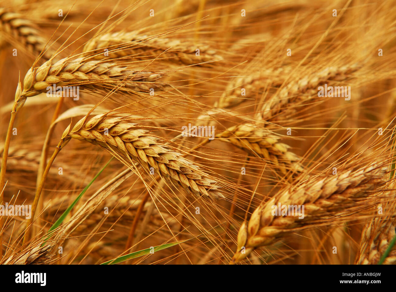 Golden wheat growing in a farm field closeup on ears Stock Photo - Alamy