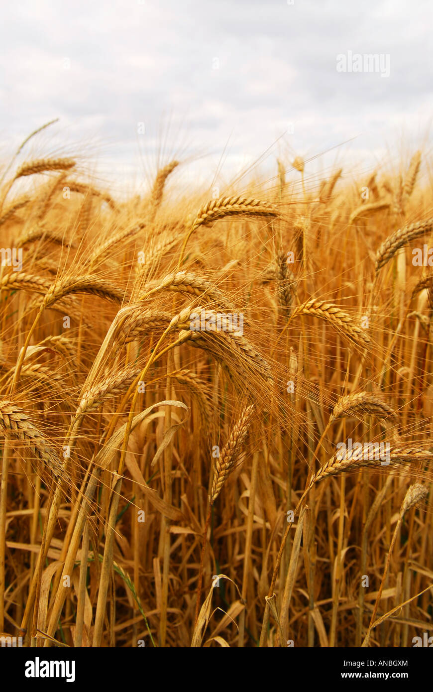 Golden wheat growing in a farm field Stock Photo - Alamy