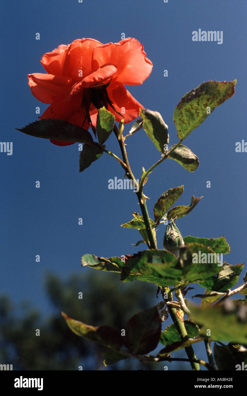 Red rose England UK Stock Photo - Alamy