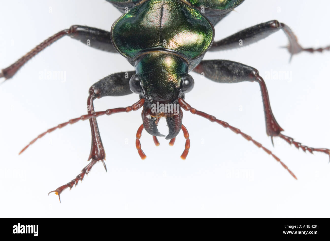 Australian beetle hi-res stock photography and images - Alamy