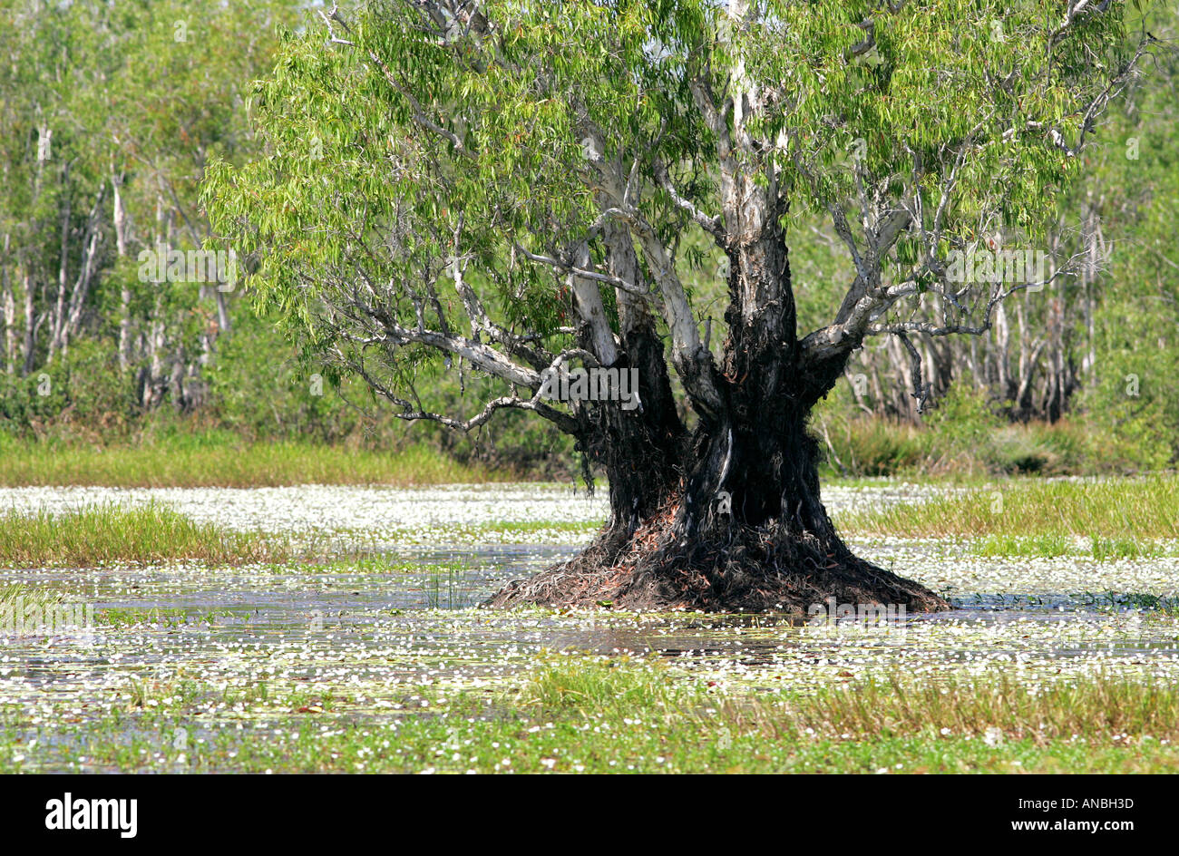 Kakadu national park Stock Photo - Alamy