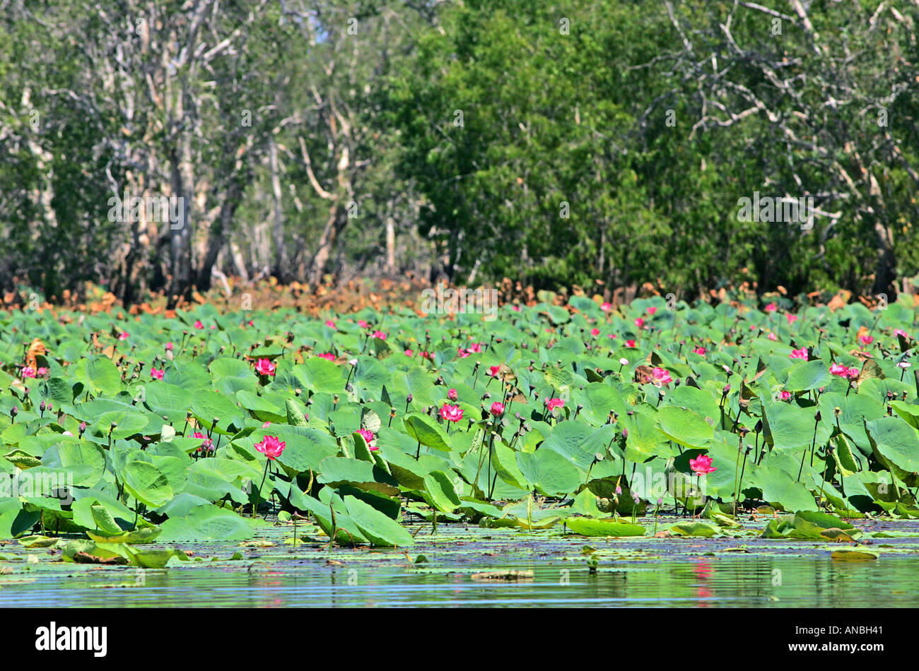 Red bog lily hi-res stock photography and images - Alamy
