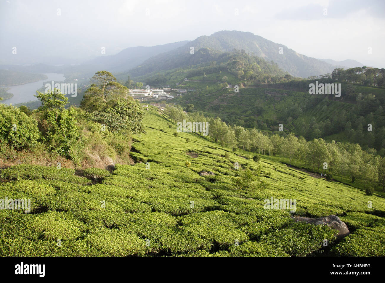 Tea bushes thriving in the misty conditions of the Nilgiri Hills of ...