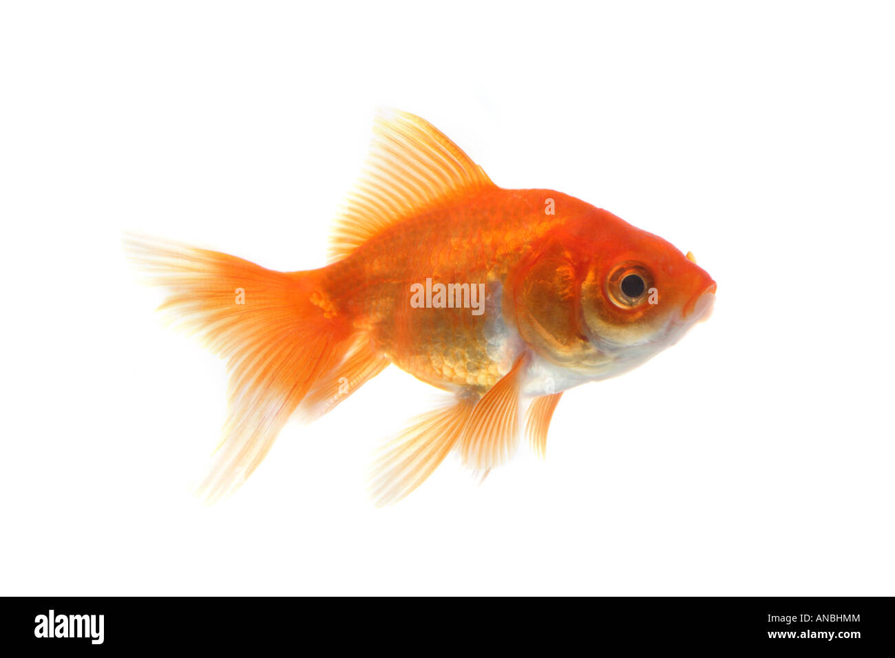 Goldfish in front of a white background Stock Photo - Alamy