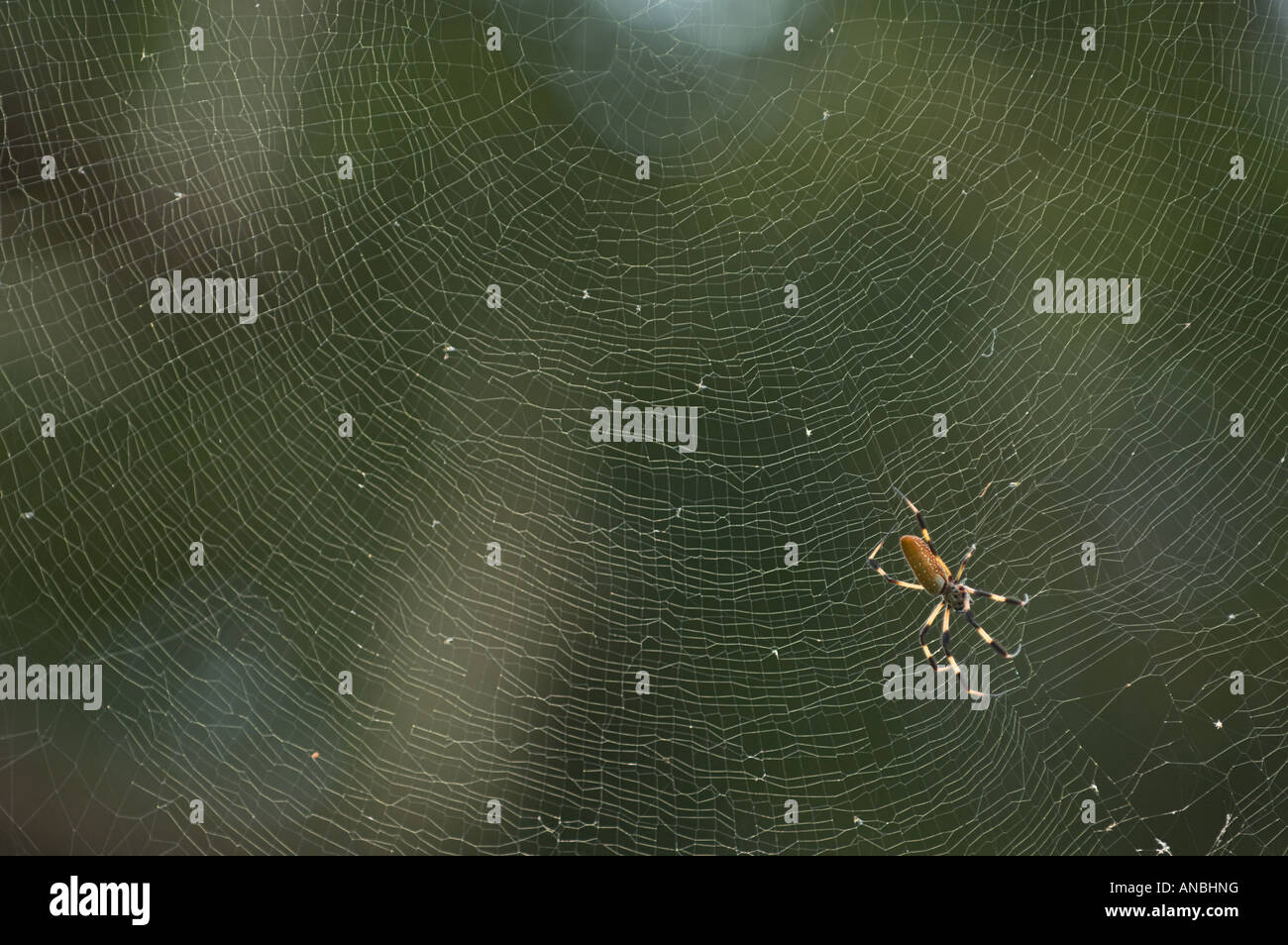 Golden Silk spider on web Nephila clavipes bugs pattern design repairs ...