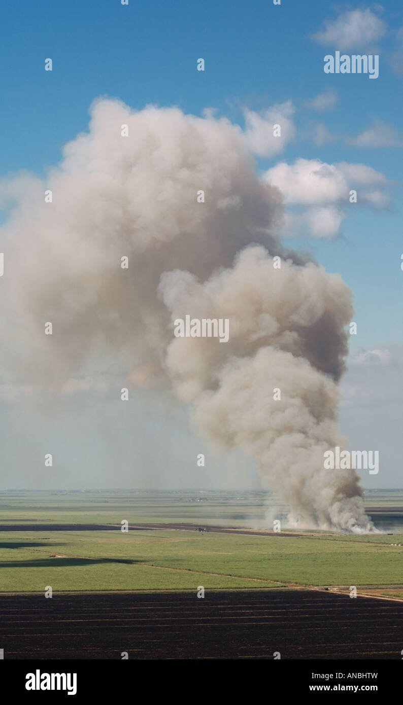 burning sugarcane field agriculture sugar cane farming smoke Stock ...