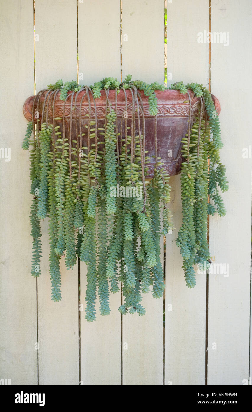 Burrows Tail Donkeys Tail garden plant Crassulaceae Stock Photo - Alamy