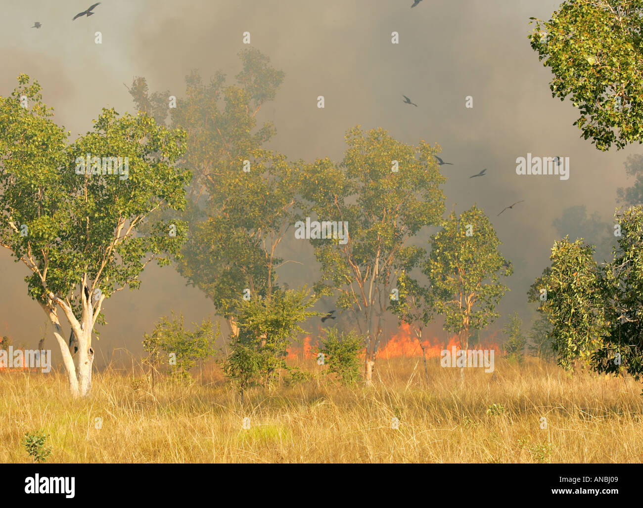Fast forest smoke bush fire road plume horizontal hi-res stock ...