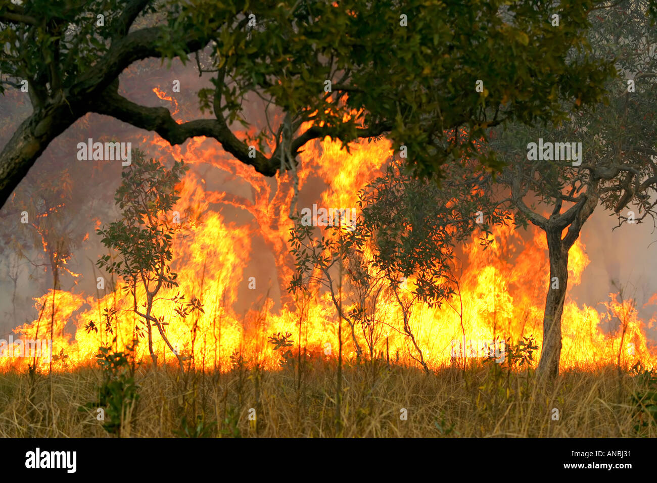 Bush fire Australia Northern Territories Stock Photo - Alamy