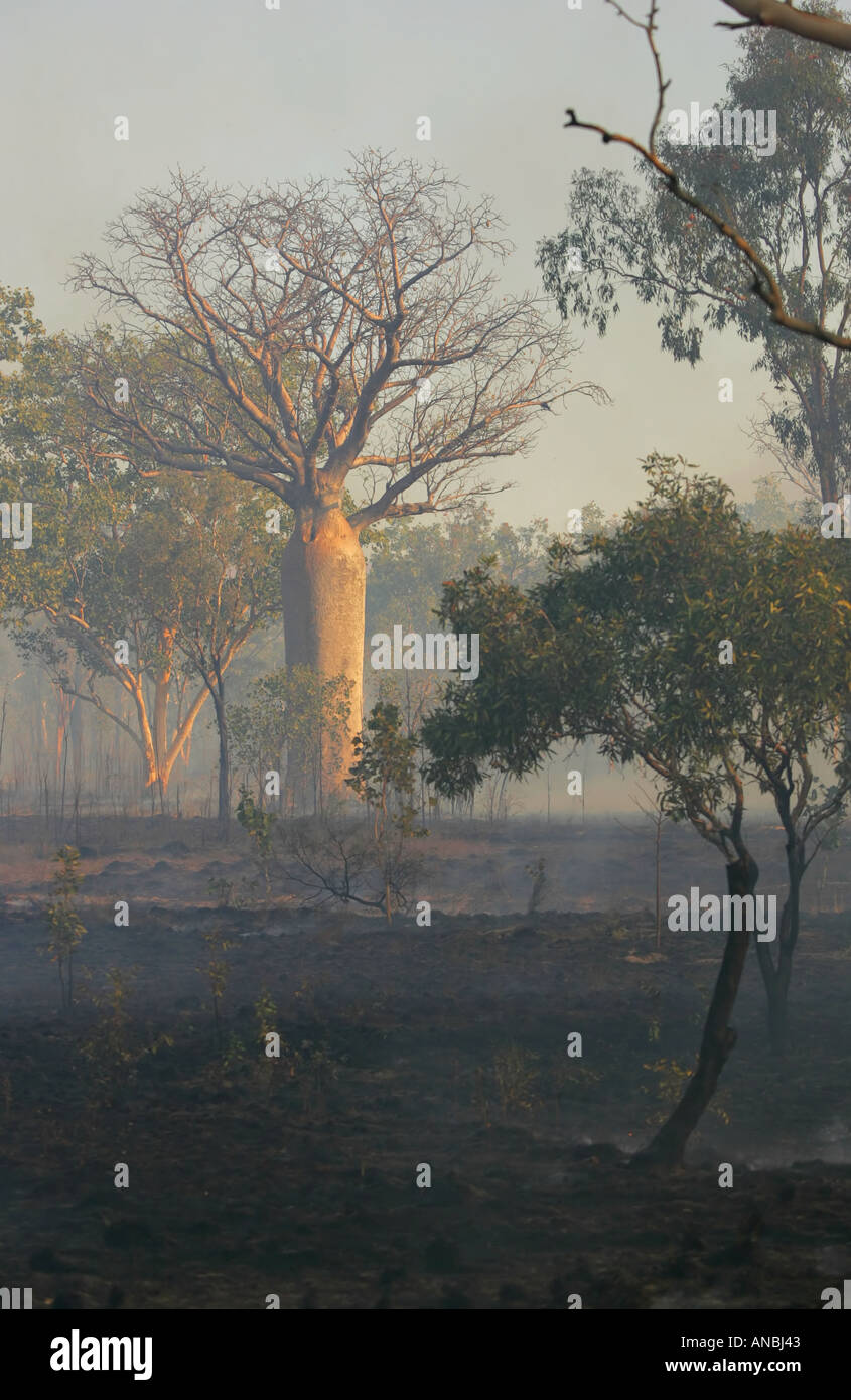 Bush fire Australia Northern Territories Stock Photo - Alamy