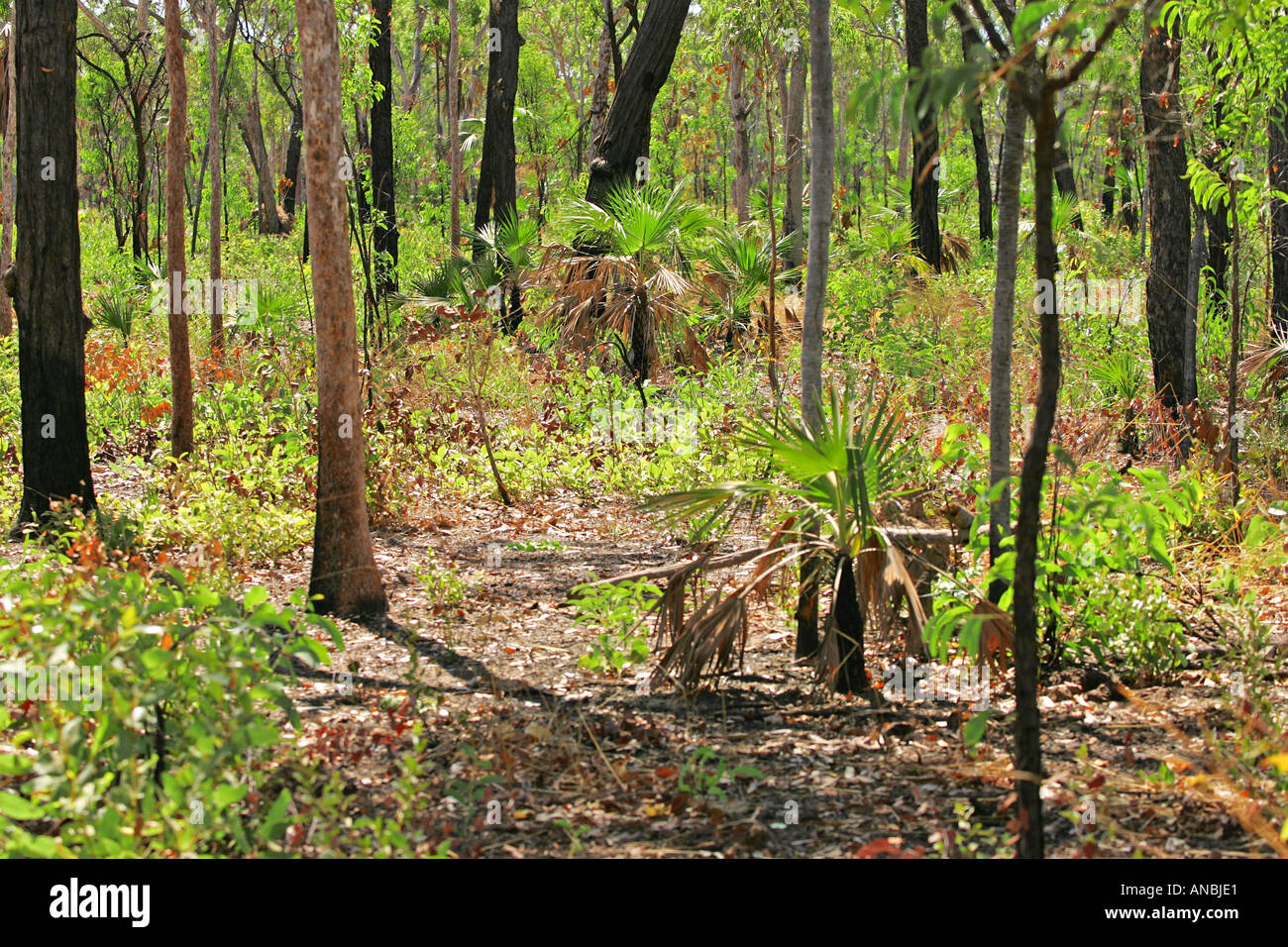 Eucalyptus forest regrowing after forest fire Stock Photo - Alamy
