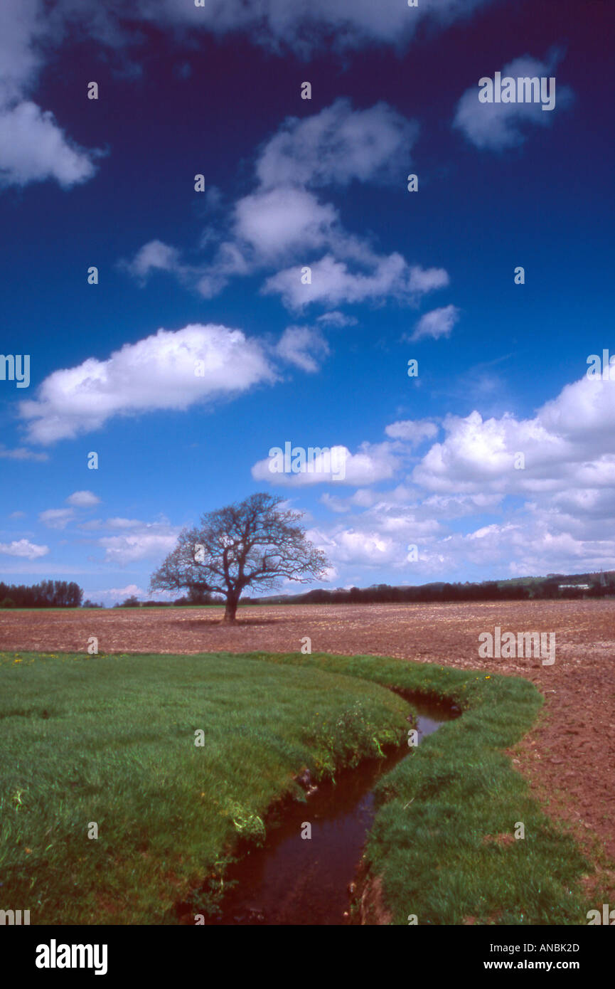 Single tree in ploughed field, Lancashire Stock Photo - Alamy