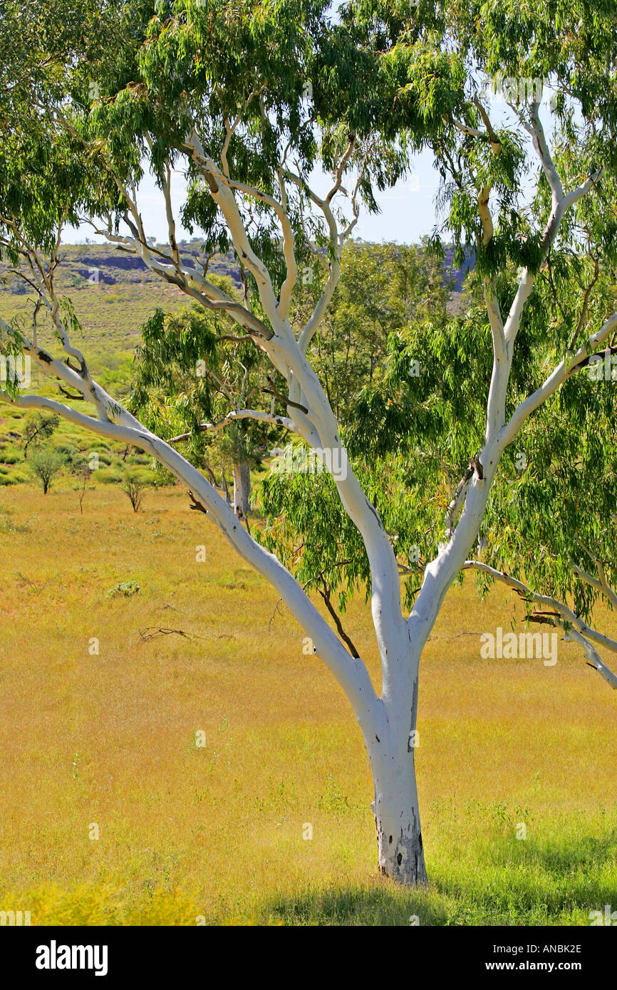 White gum tree Stock Photo - Alamy