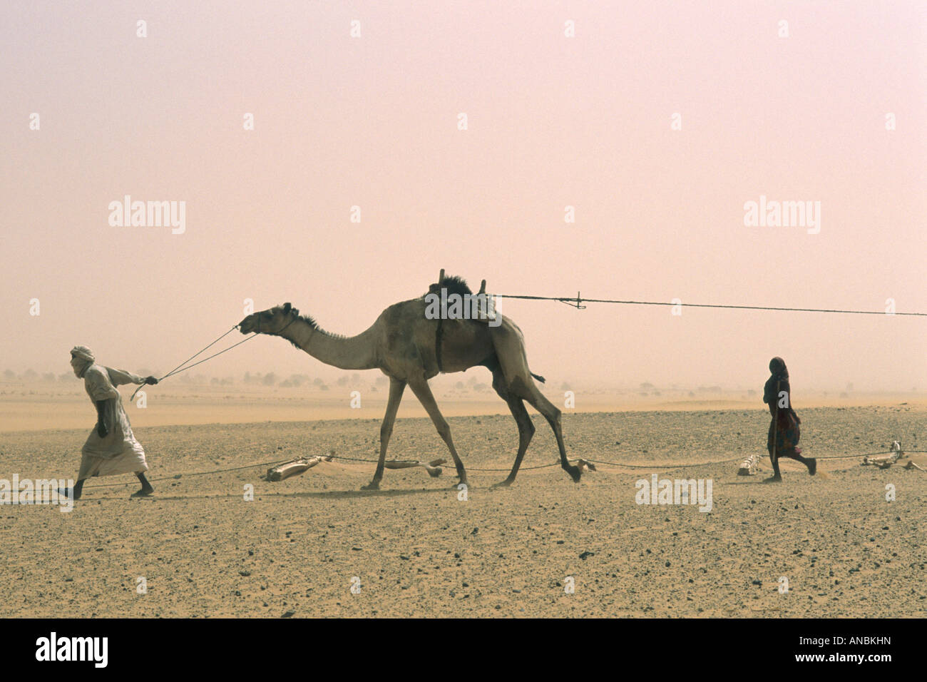 A camel at work in the Bayuda desert Stock Photo - Alamy