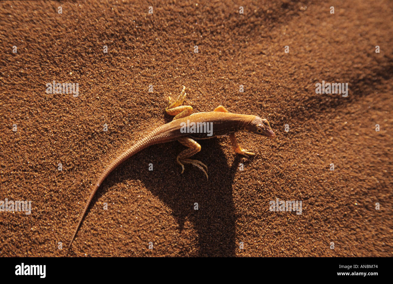 Racerunner lizard hi-res stock photography and images - Alamy