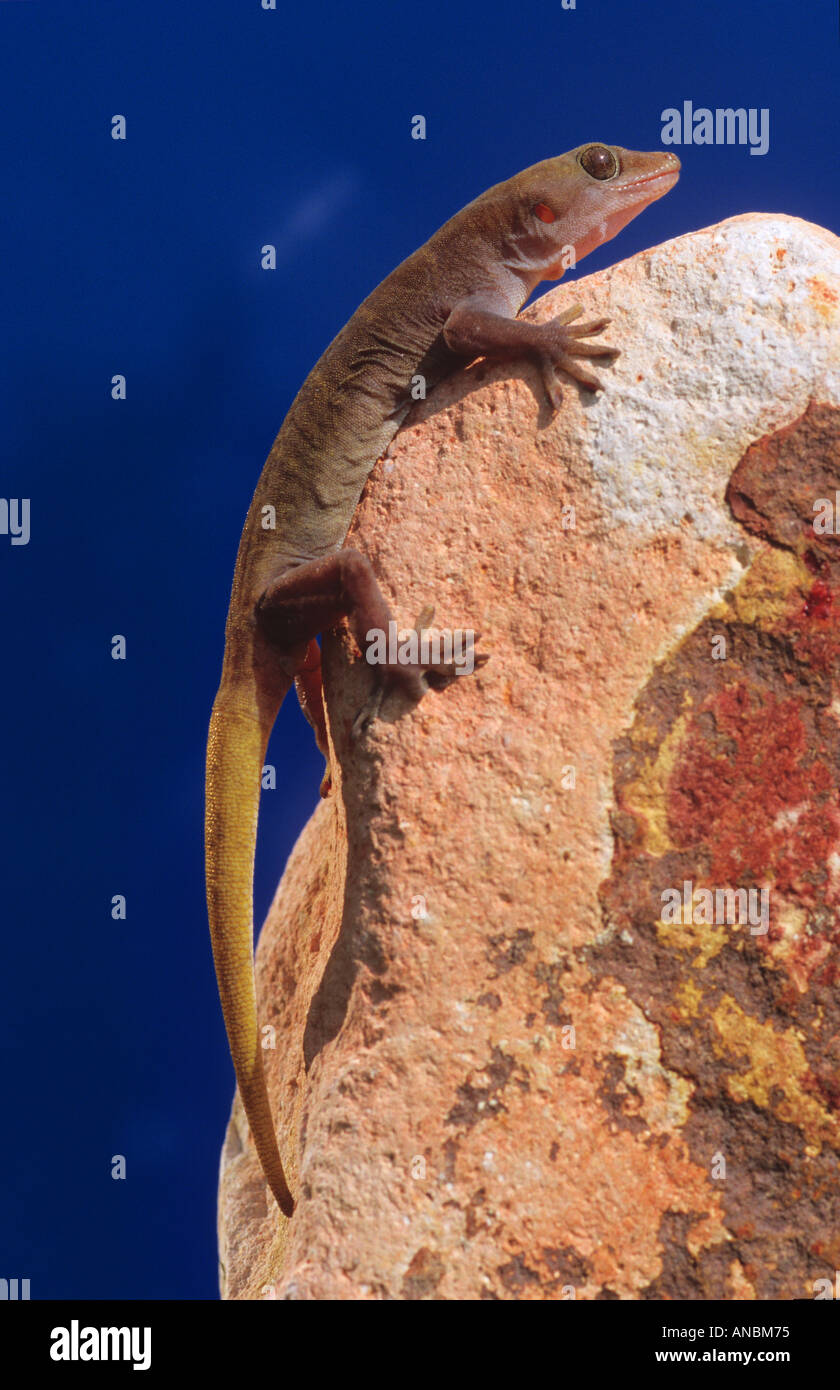 Golden gecko / Gekko ulikovskii Stock Photo - Alamy