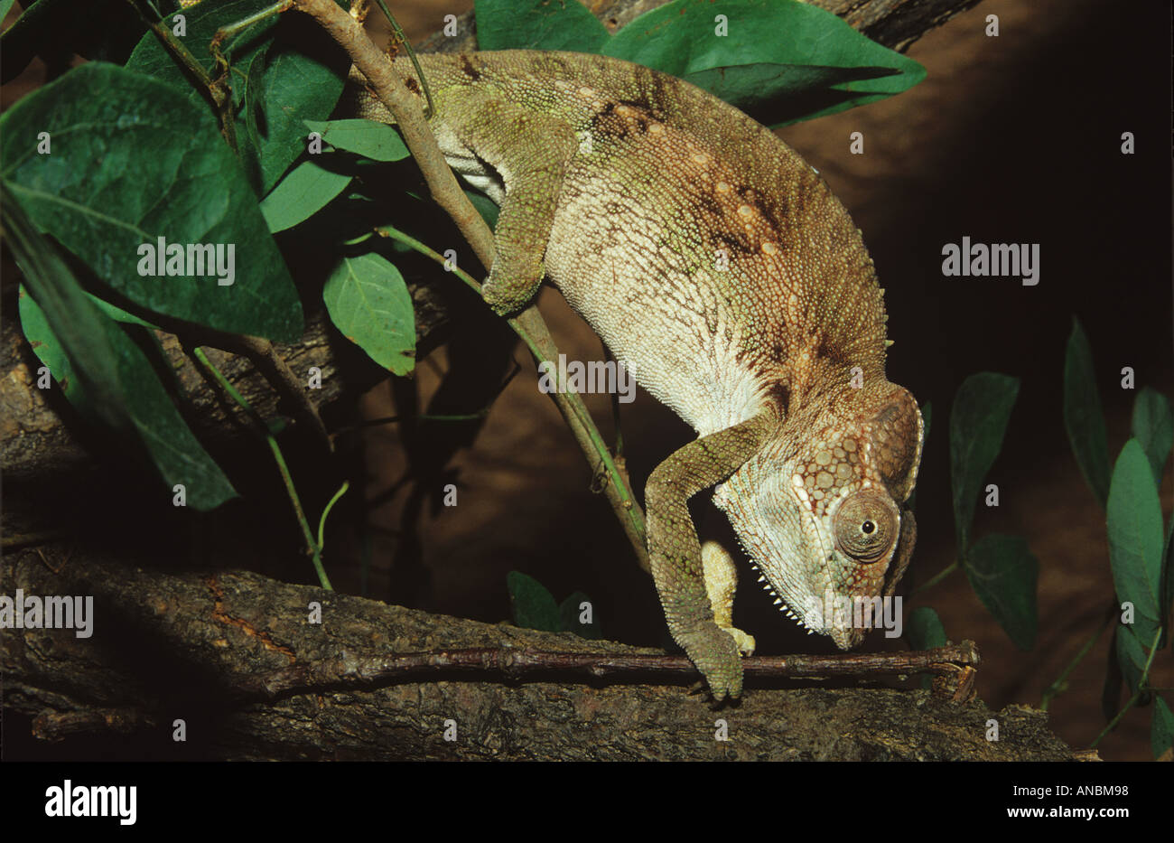 Chameleon size hi-res stock photography and images - Alamy