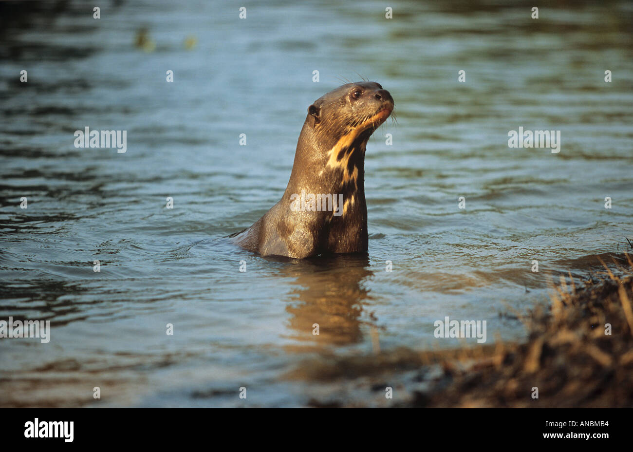 giant otter in water / Pteronura brasiliensis Stock Photo - Alamy