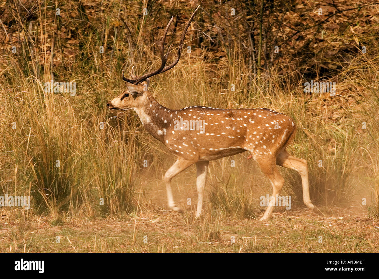 chital - walking / Axis axis Stock Photo - Alamy