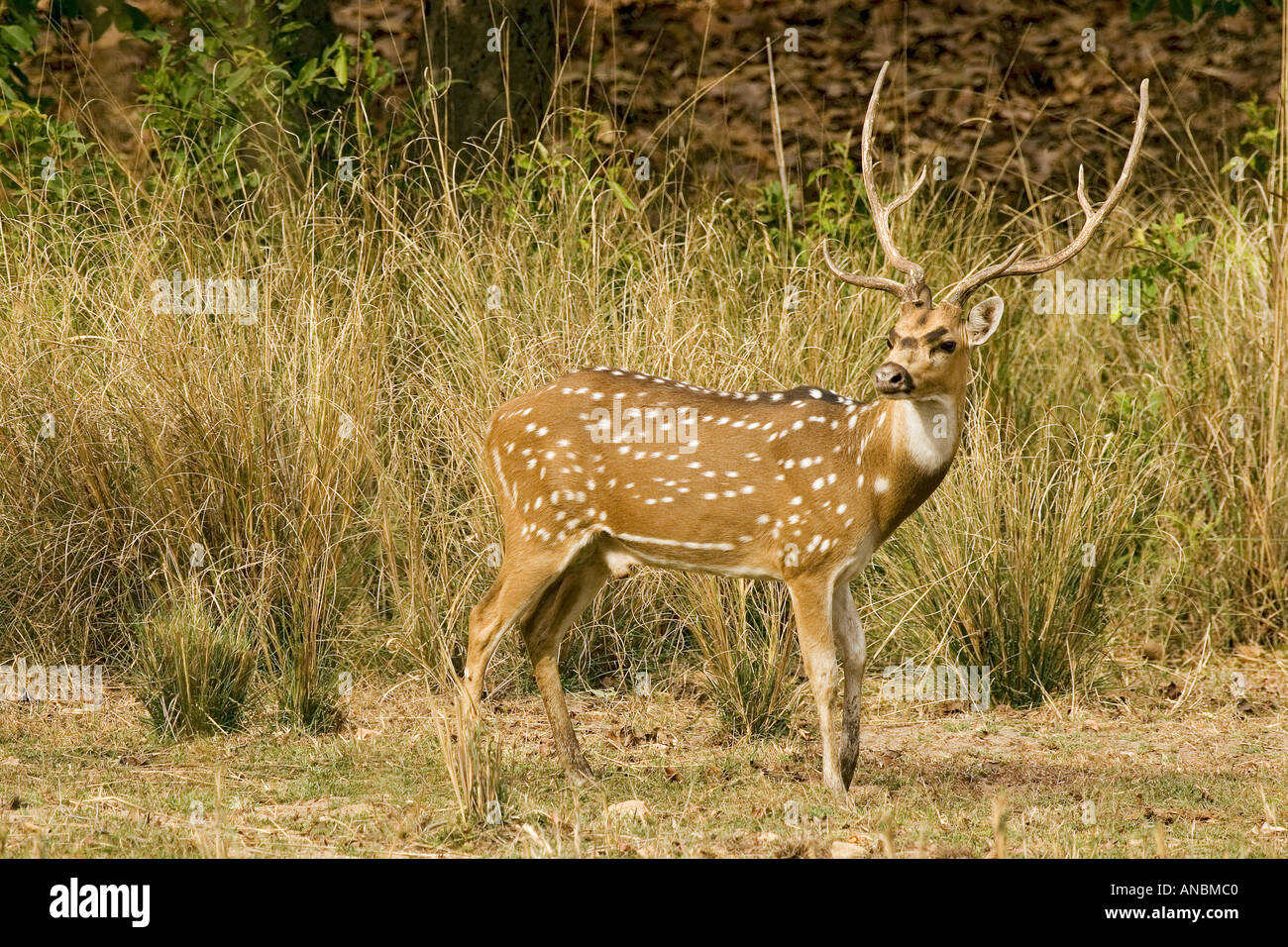chital - standing / Axis axis Stock Photo - Alamy
