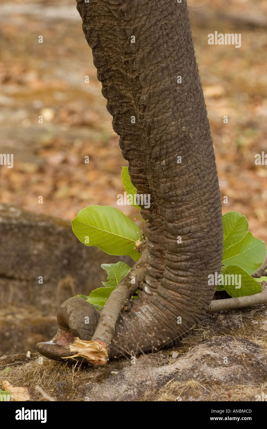 Asian elephant - proboscis / Elephas maximus Stock Photo - Alamy