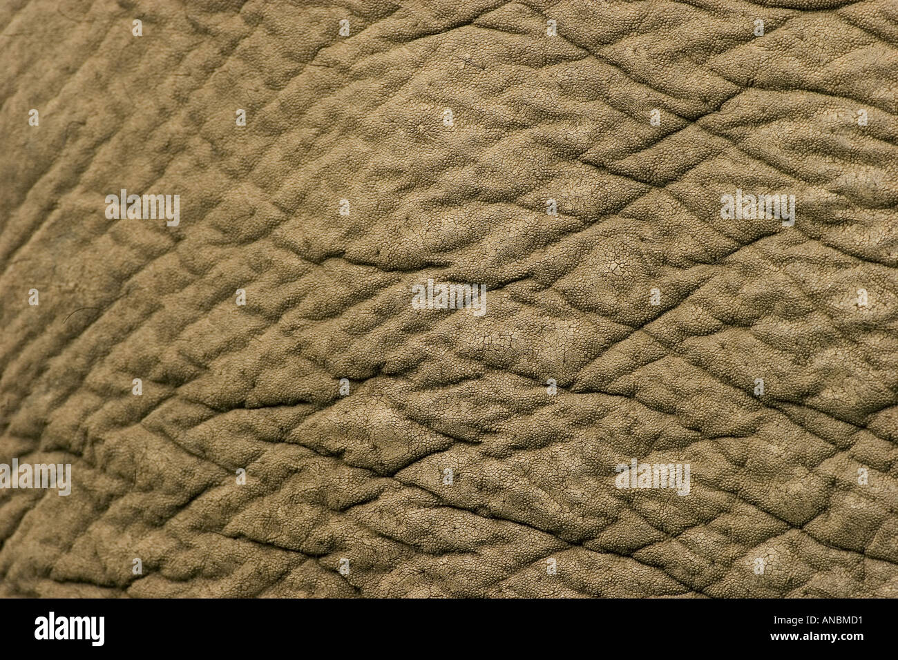 Asian elephant - skin / Elephas maximus Stock Photo - Alamy