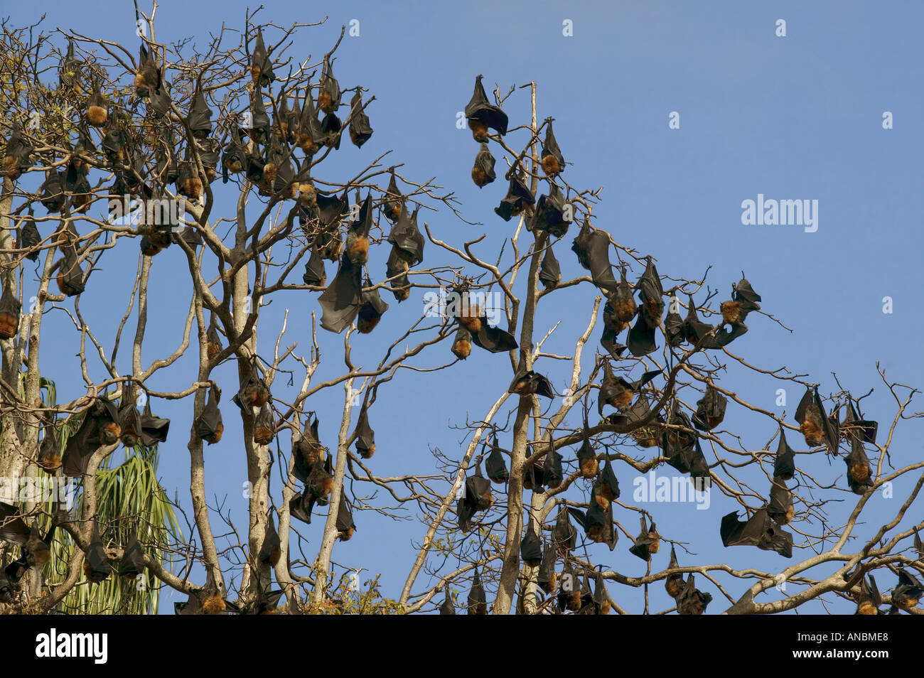 Flying foxes pteropus poliocephalus hi-res stock photography and images ...