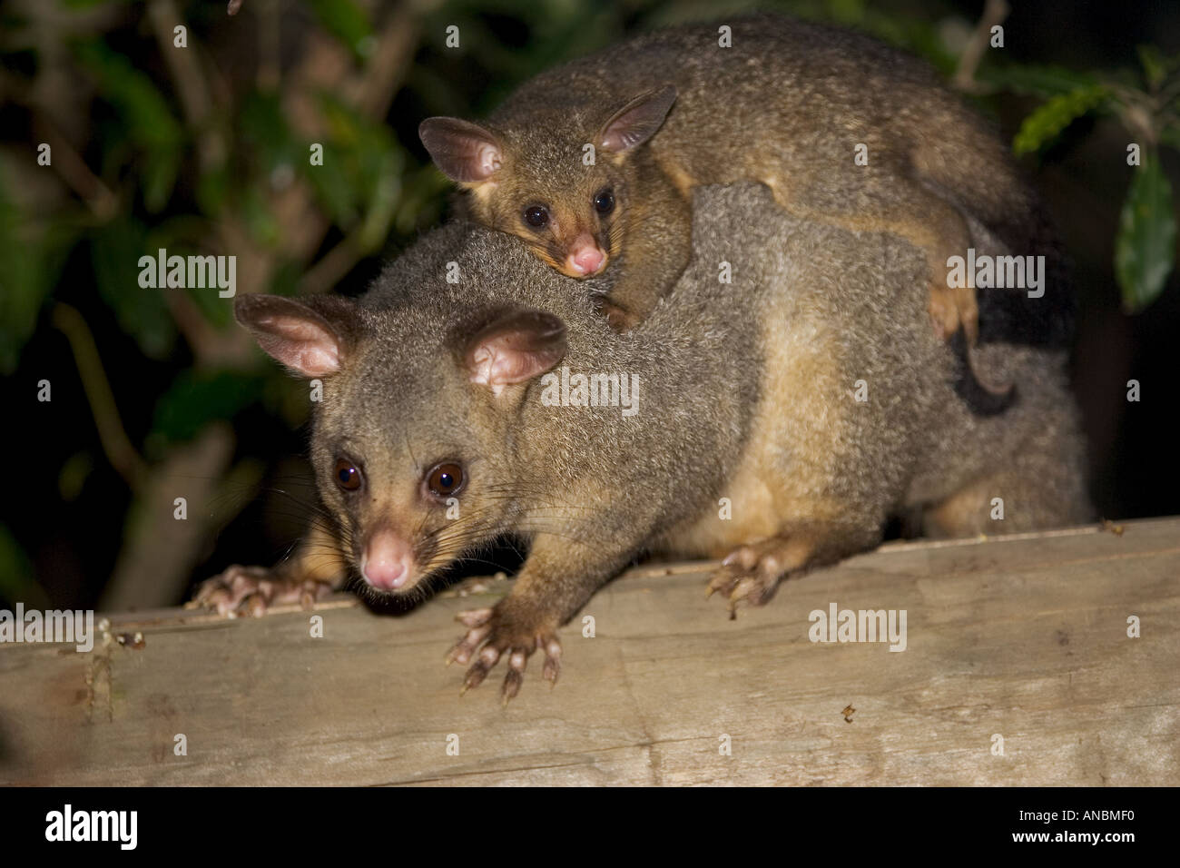 Common Brushtail Possum (Trichosurus vulpecula), mother with young on ...