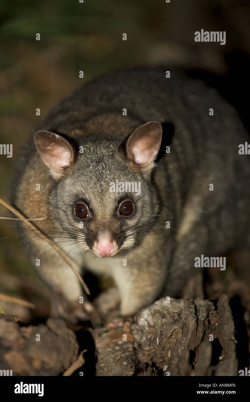 Common brushtail possum - frontal / Trichosurus vulpecula Stock Photo ...