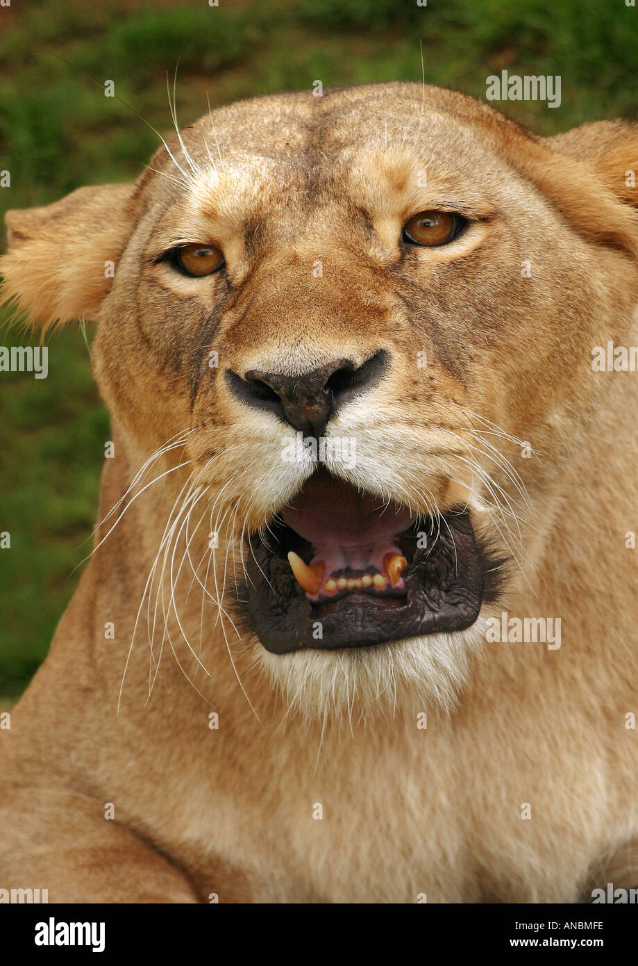 lion - female - portrait / Panthera leo Stock Photo - Alamy