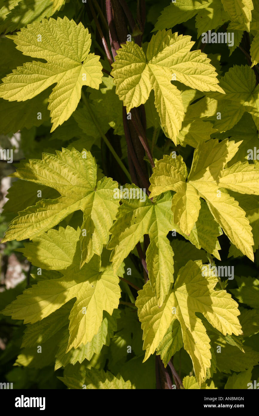 Humulus lupulus 'Aureus' - Golden Hop Stock Photo - Alamy