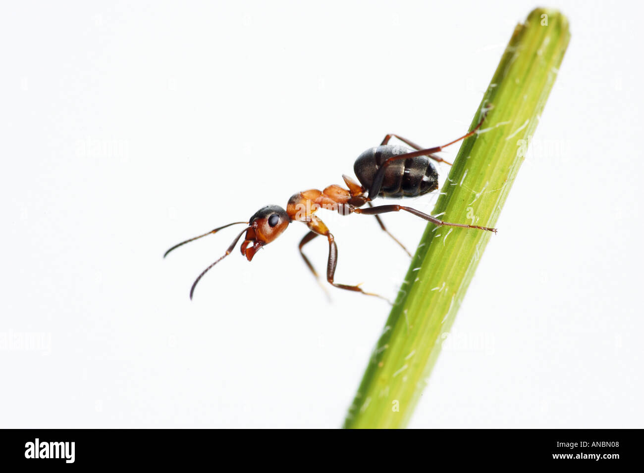 Wood ant - on plant / Formica rufa Stock Photo - Alamy
