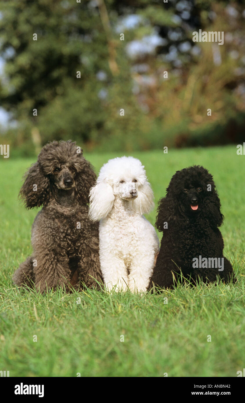 Three white poodle dogs hi-res stock photography and images - Alamy