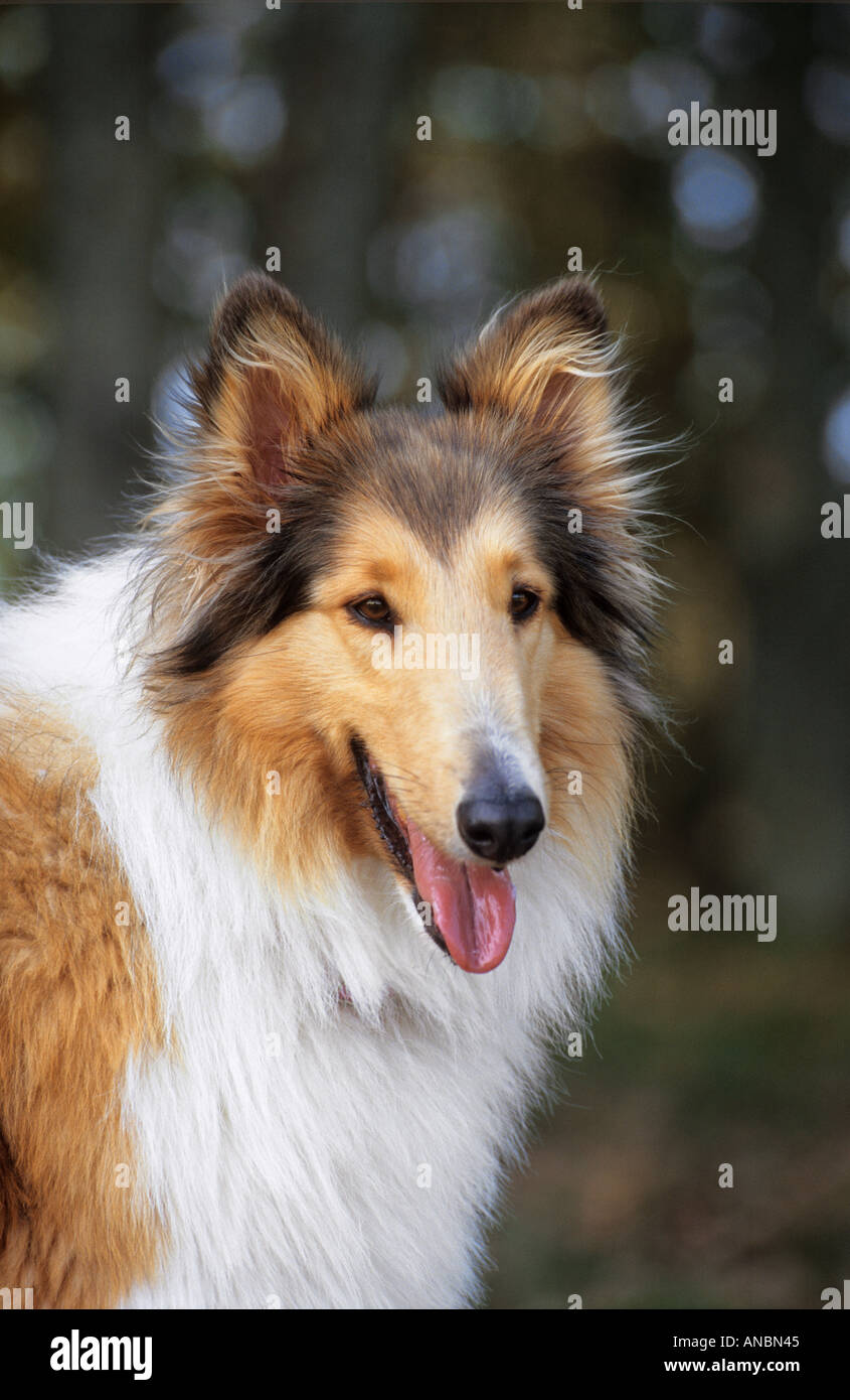 Collie - portrait Stock Photo - Alamy