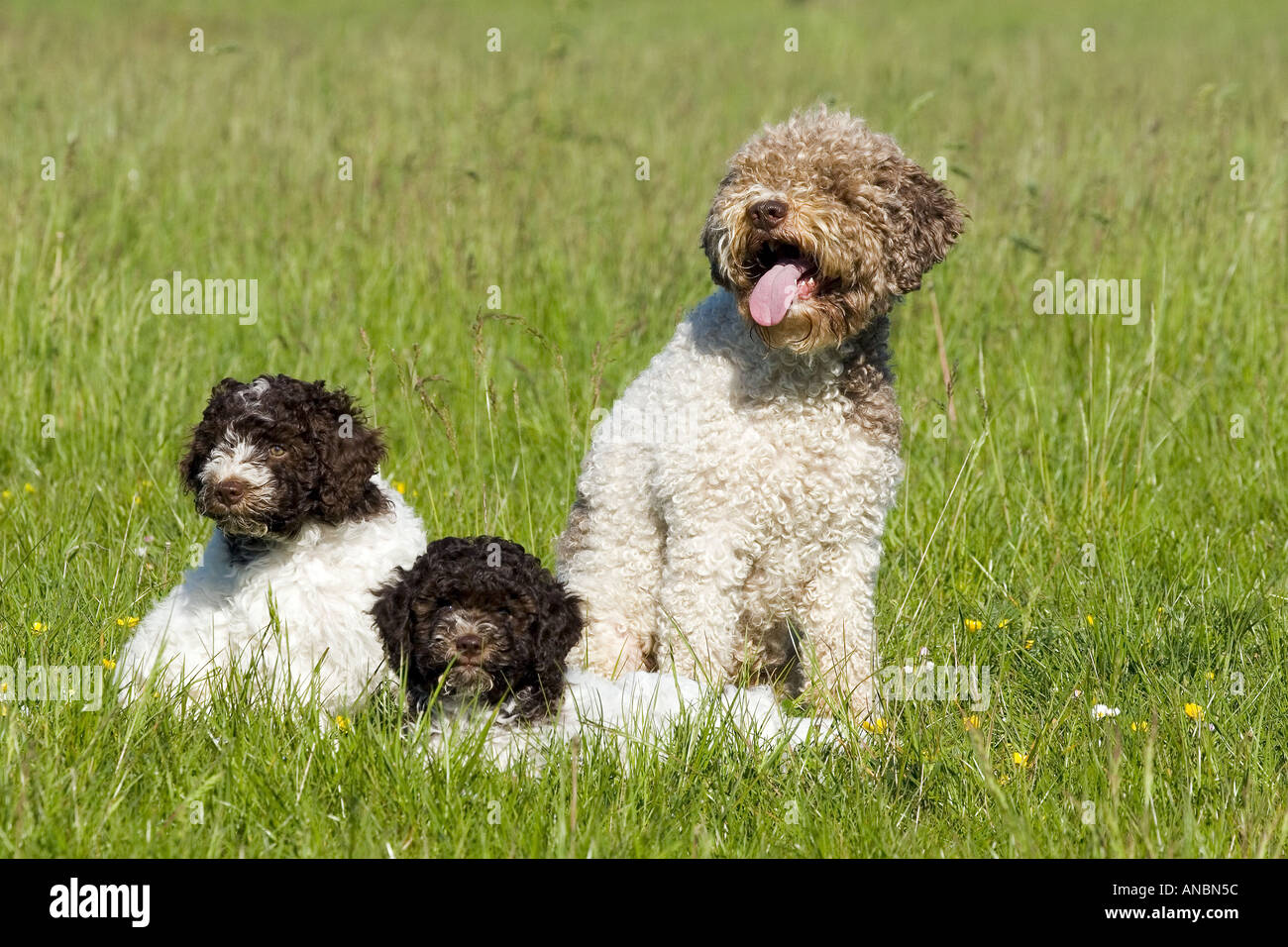 Lagotto romagnolo truffles hi-res stock photography and images - Alamy