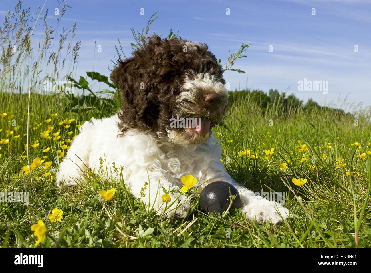 Lagotto romagnolo truffles hi-res stock photography and images - Alamy