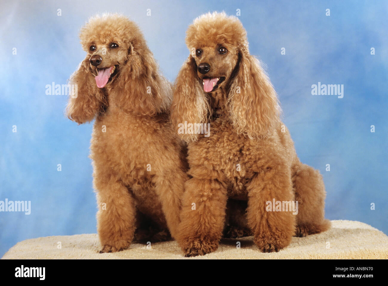 2 brown middle poodle dogs - sitting Stock Photo - Alamy