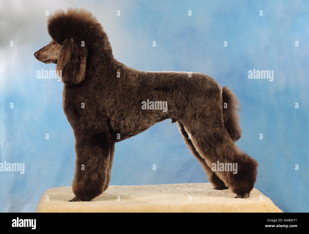 brown middle poodle dog - standing Stock Photo - Alamy