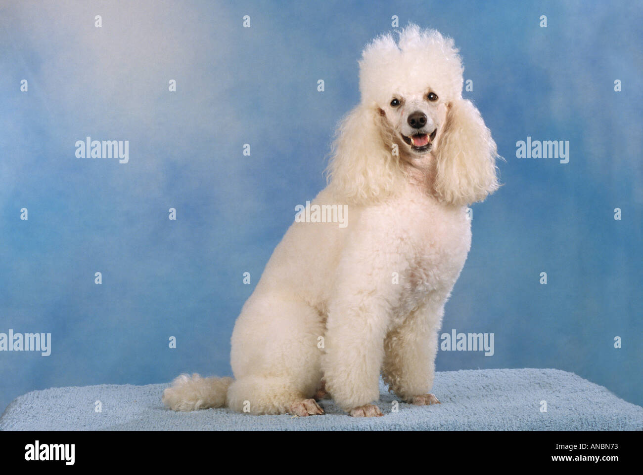 white middle poodle dog - sitting Stock Photo - Alamy