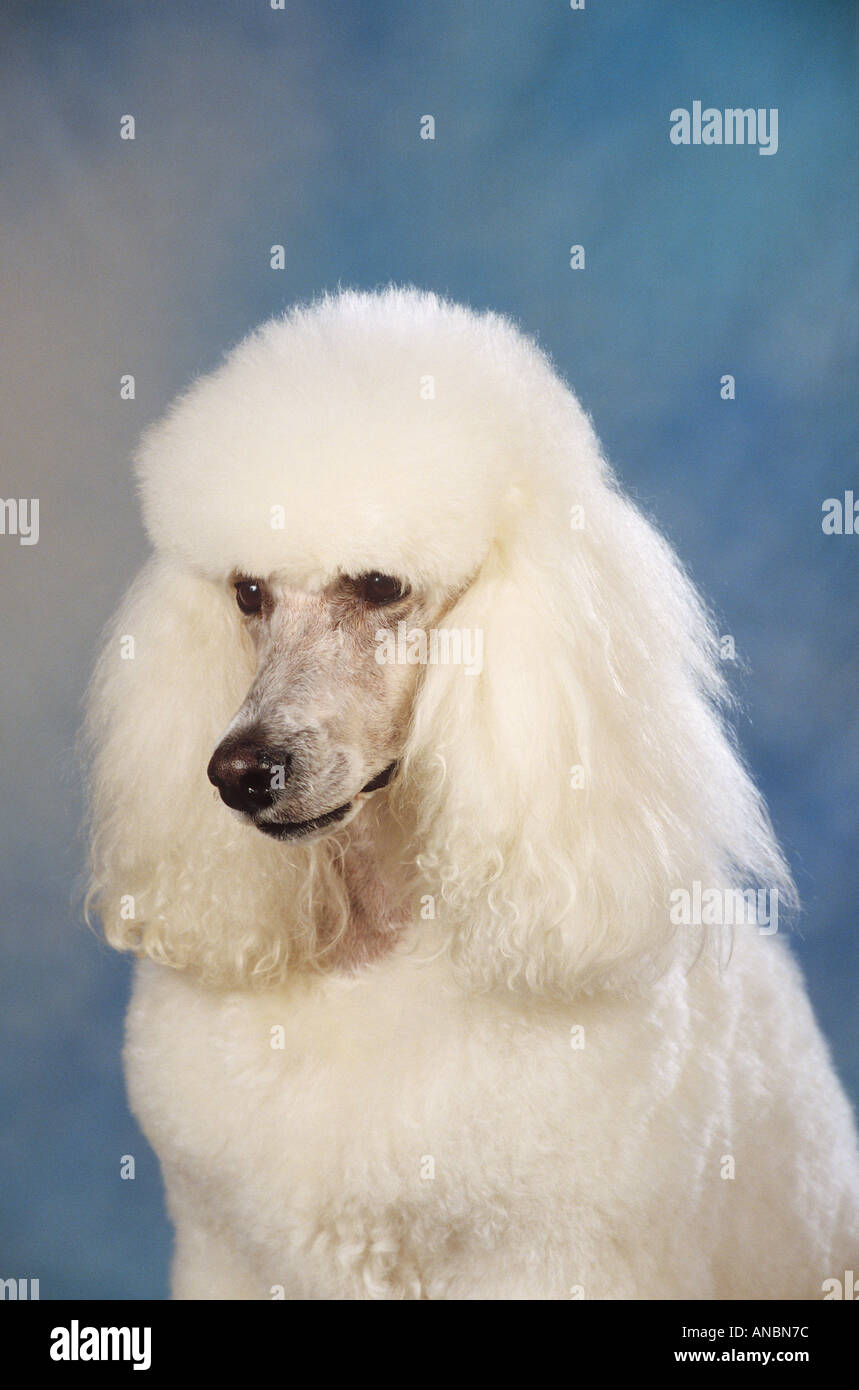 white giant poodle dog - portrait Stock Photo - Alamy