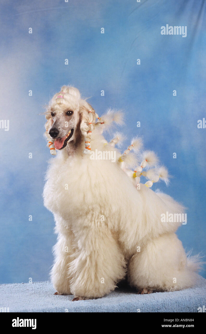 white giant poodle dog - sitting Stock Photo - Alamy