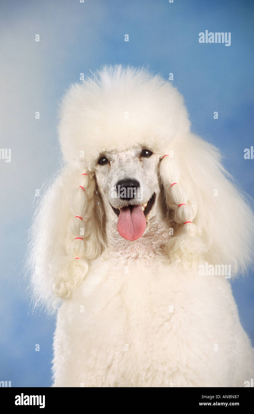 Standard Poodle. Portrait of a white adult dog with braids Stock Photo ...