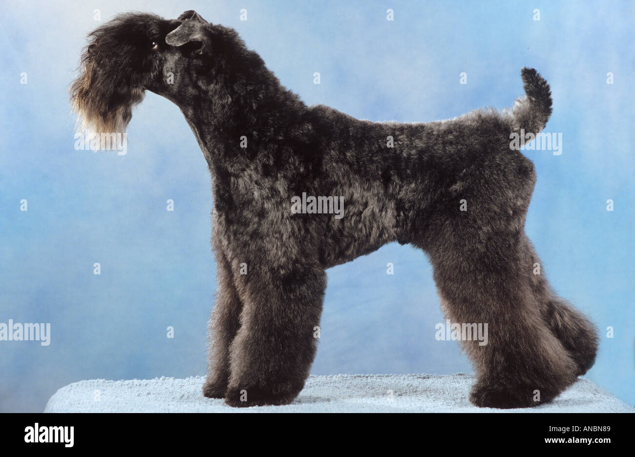 Middle dog hi-res stock photography and images - Alamy