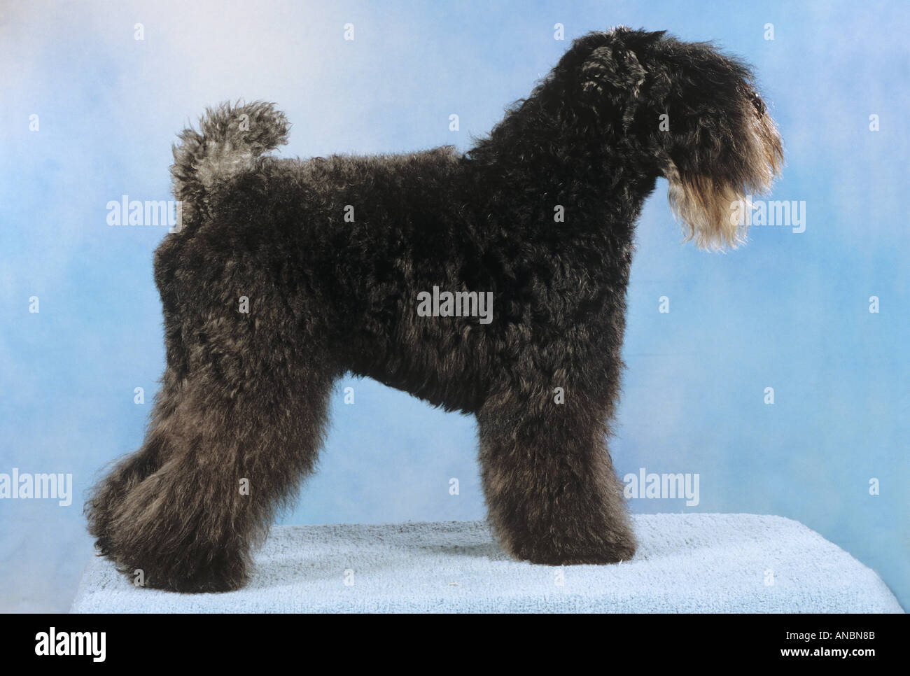 Middle dog hi-res stock photography and images - Alamy