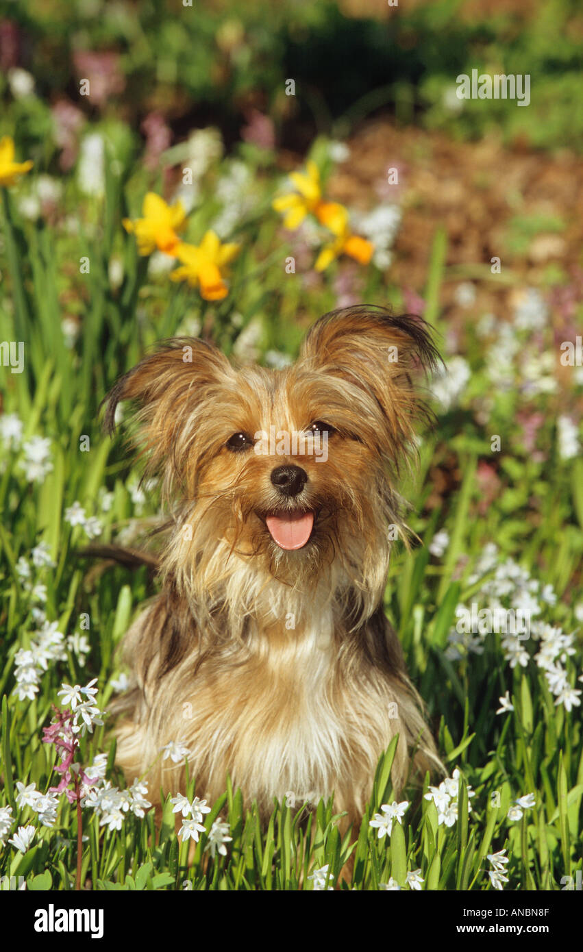 half breed dog on meadow Stock Photo - Alamy
