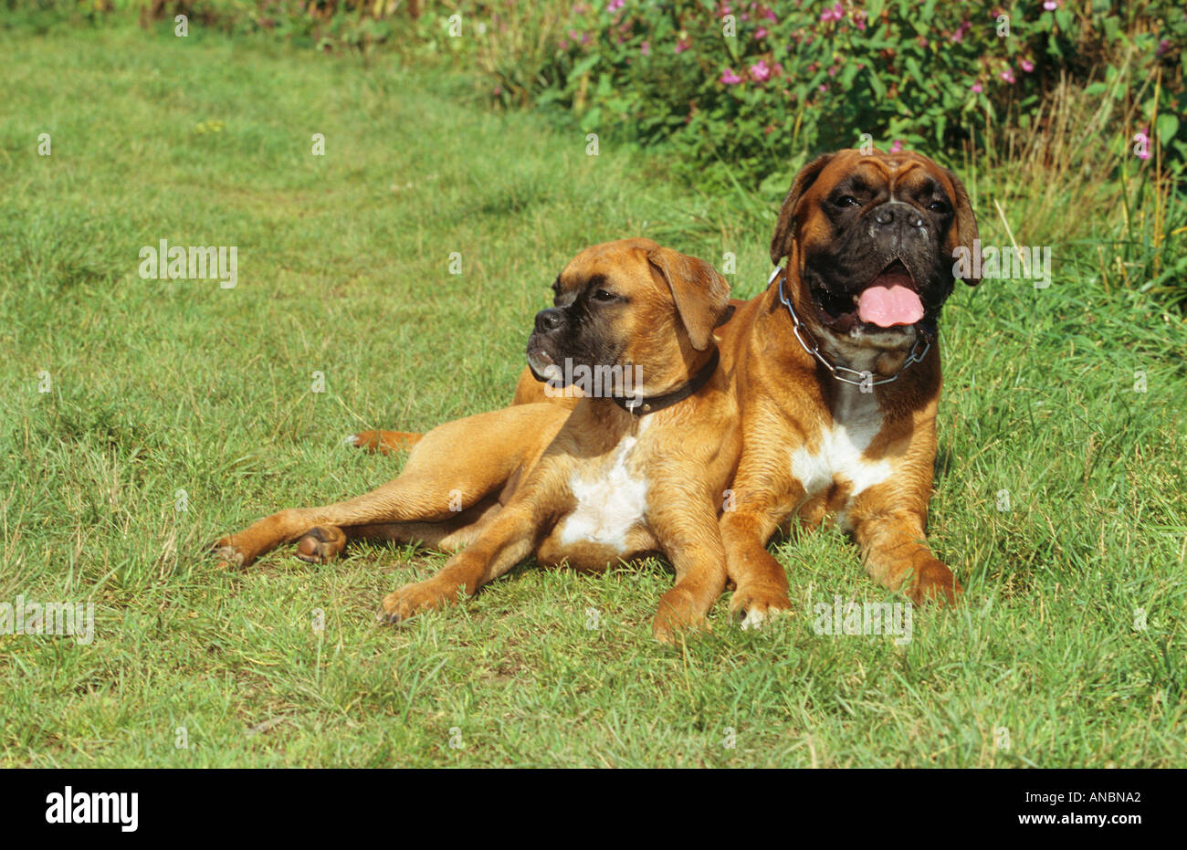 two Boxer dogs - lying on meadow Stock Photo - Alamy