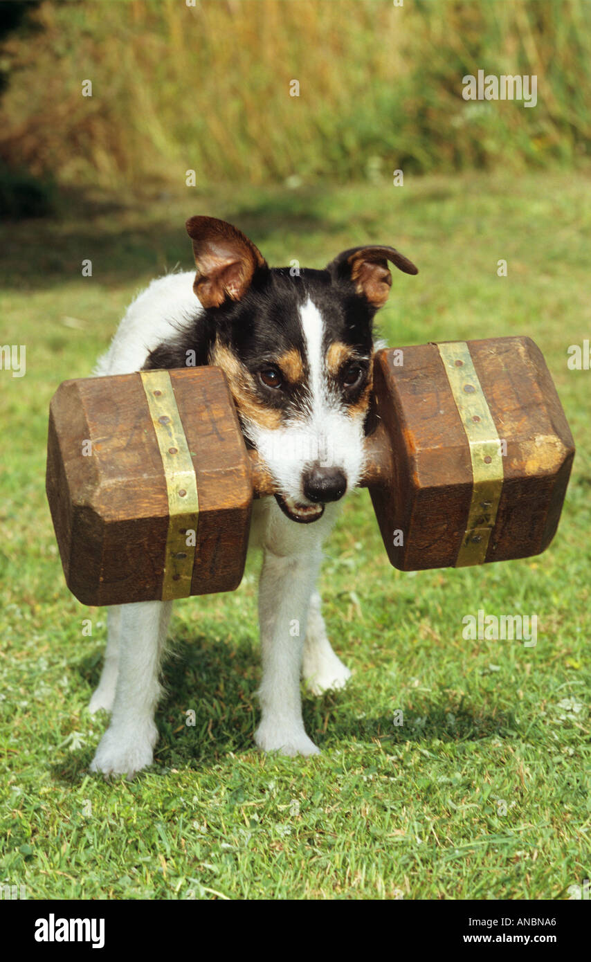 Carrying dog dogs hi-res stock photography and images - Alamy